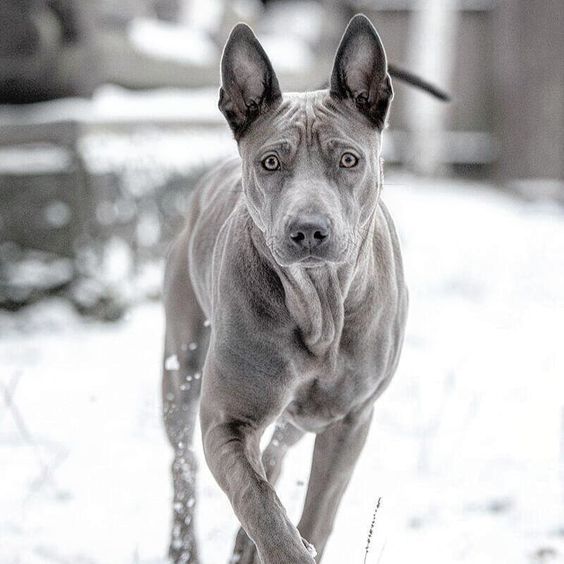 15 Interesting Facts About Thai Ridgebacks | Page 2 of 3 | PetPress