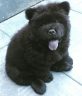 14 Cute Pictures Of Black Chow Chows That Will Make Your Mouth Smile ...