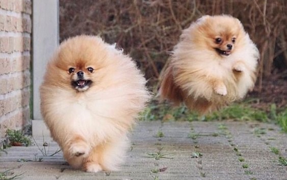 14 Funny Pomeranians That Will Make You Smile - PetPress