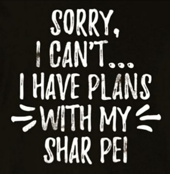 The 14 Funniest Shar Pei Memes That Will Make You Laugh | Page 3 of 4 ...