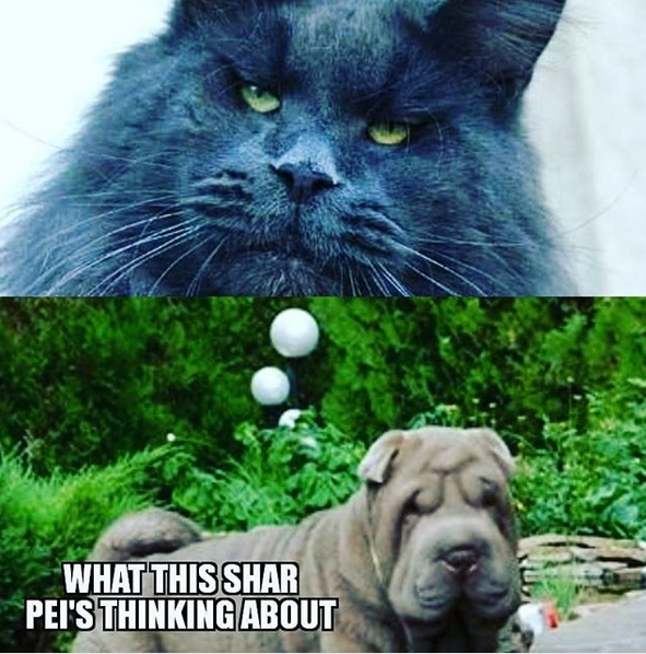 The 14 Funniest Shar Pei Memes That Will Make You Laugh | Page 2 of 4 ...