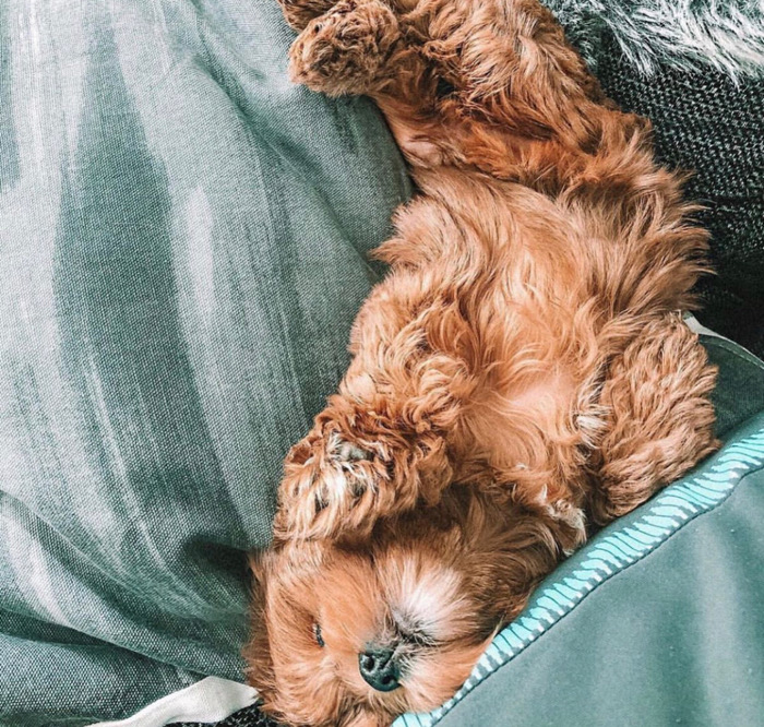 14 Photos Of Havanese That Will Make You Smile | Page 2 of 3 | PetPress