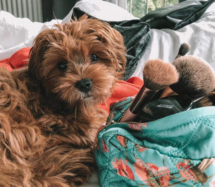 14 Photos Of Havanese That Will Make You Smile | Page 2 of 3 | PetPress