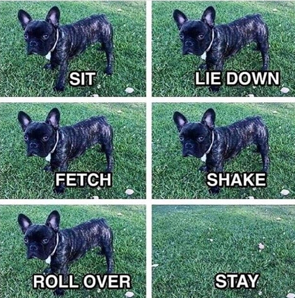 15 Funny French Bulldog Memes That Will Make You Laugh! - PetPress
