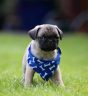 14 Reasons Why We Love And Adore Pugs - PetPress