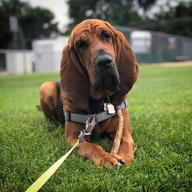 14 Funny Facts You Never Knew About Bloodhounds | PetPress