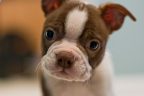 14 Fabulous Facts About The Boston Terrier | PetPress