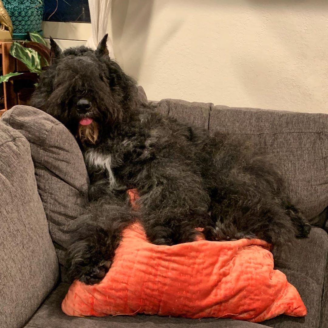 14 Magnificent Facts About Bouviers Des Flandres | Page 3 of 4 | PetPress