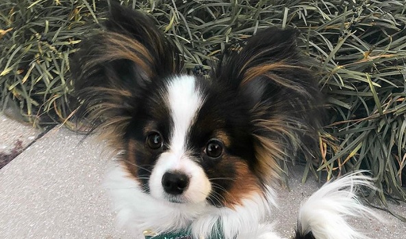 14 Things You Need To Know About The Papillon - PetPress