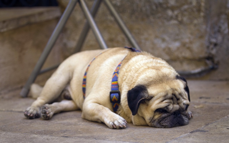 14 Pugs’ Sleeping Positions – How to Sleep Comfortably | PetPress