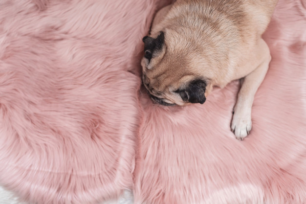 14 Pugs’ Sleeping Positions – How to Sleep Comfortably | PetPress