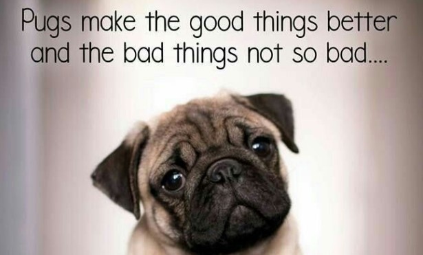14 Pug Quotes About Life - Page 2 of 3 - PetPress