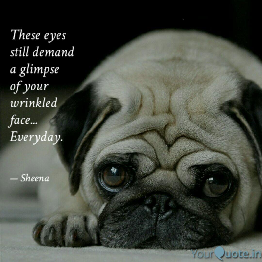 14 Pug Quotes About Life - Page 2 of 3 - PetPress
