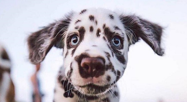 14 Lovely Things About Dalmatians | Page 2 of 3 | PetPress