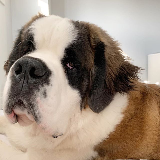 15 Big Facts About St. Bernards | PetPress