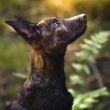 14 Facts About Belgian Malinois And Why We Love Them | PetPress