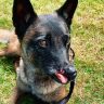 14 Facts About Belgian Malinois And Why We Love Them | PetPress