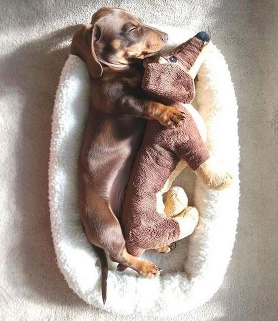 14 Сute Pictures Of Dachshunds Resting In Their Beds | Page 2 of 4 ...