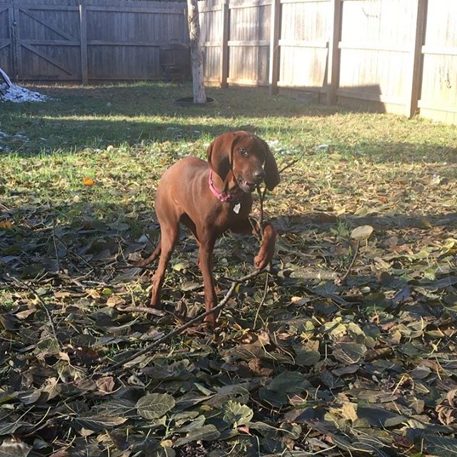 14 Things You Didn’t Know About the Redbone Coonhound | PetPress