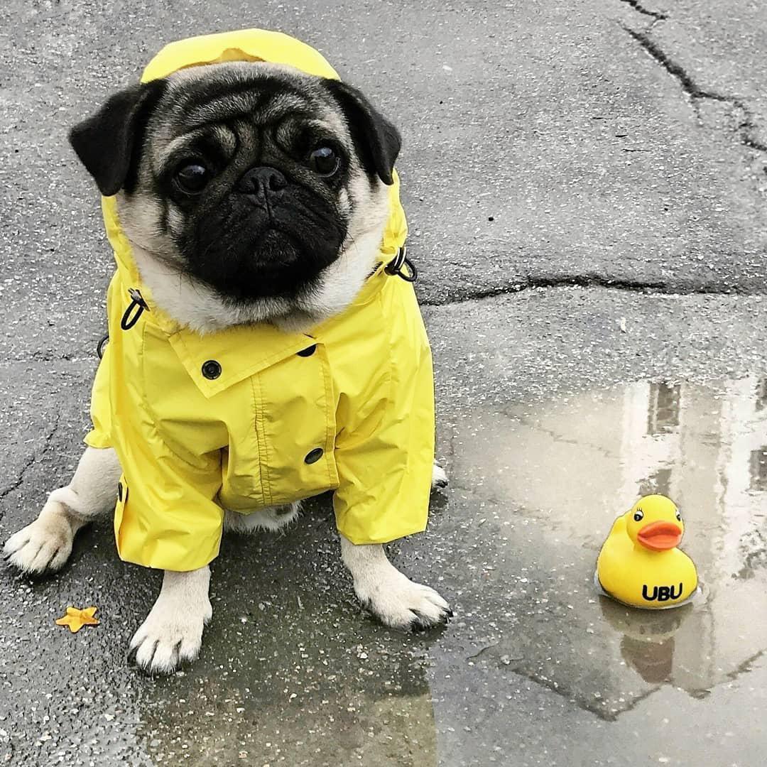 15 Fascinating Pictures Of Fashionable Pugs | PetPress
