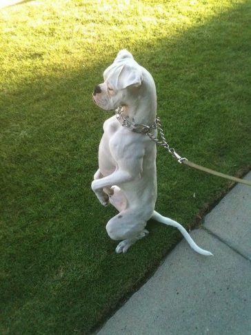 14 Gorgeous White Boxers That Will Melt Your Heart - Page 2 of 3 - PetPress