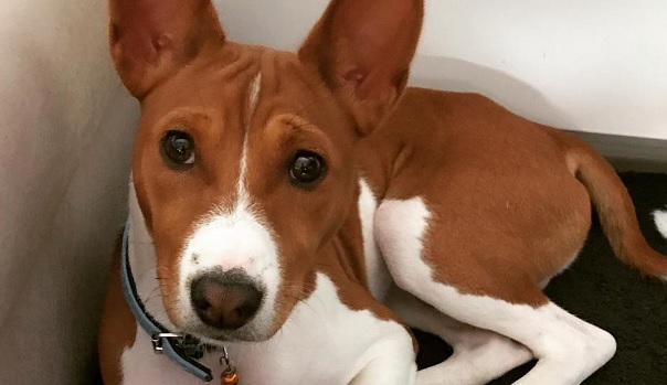 14 Lovely Facts About Basenjis - PetPress