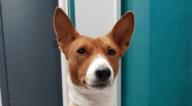 14 Facts About Basenjis That Will Make You Smile - PetPress