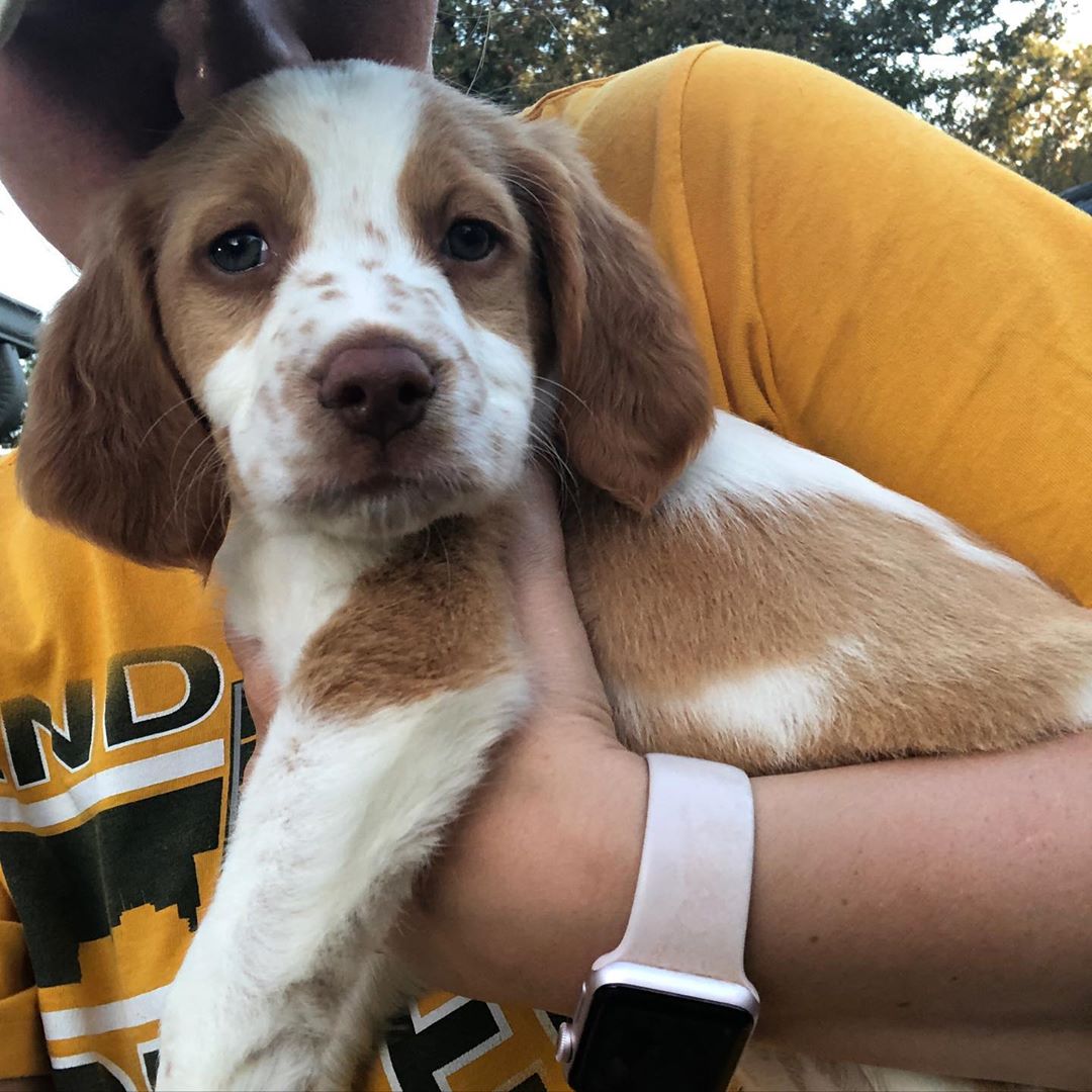 14 Interesting Things To Know About Brittany Spaniels | PetPress