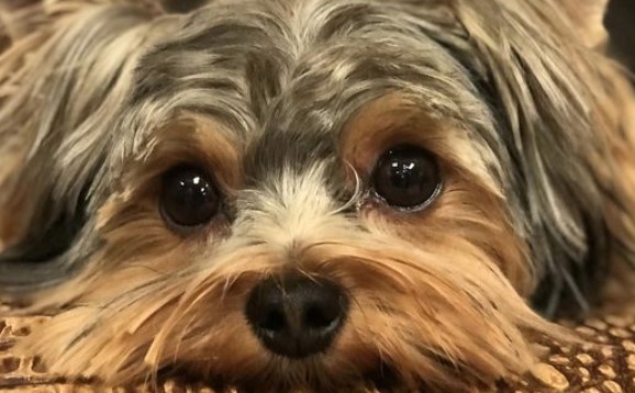 14 Cute Yorkies That Are Very Happy - PetPress