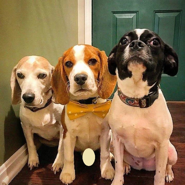 14 Funny Photos Of Beagles That Will Make You Smile | PetPress