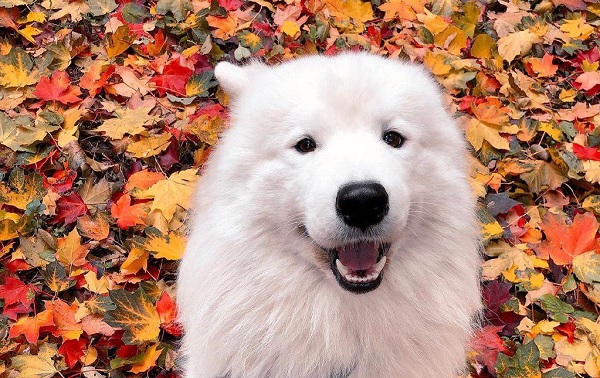 16 Funny Pictures Explaining Why We Love Samoyed Dogs So Much! | PetPress