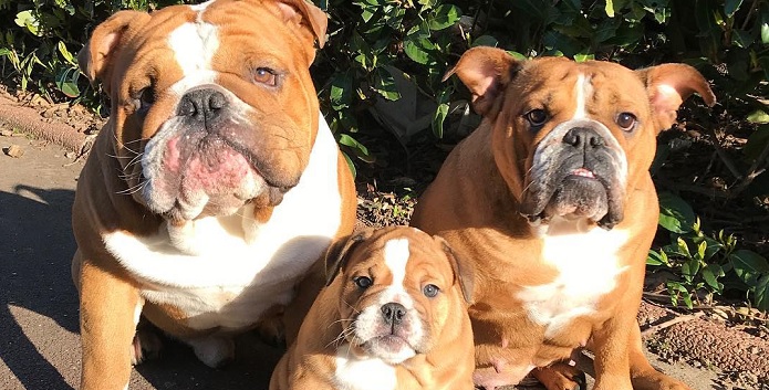 14 Fun Facts You Probably Didn't Know About English Bulldogs - PetPress