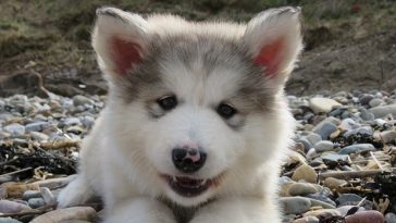 14 Amazing Facts About the Alaskan Malamute | PetPress