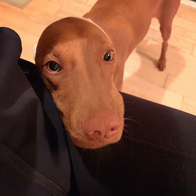 14 Intriguing Facts About the Vizsla | Page 2 of 3 | PetPress