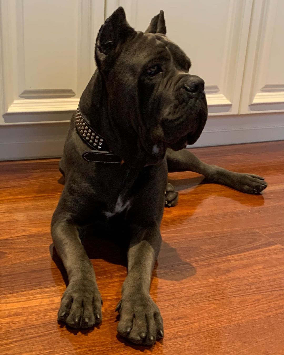 14 Surprising Facts About Cani Corsi You Need to Know | Page 3 of 3 ...