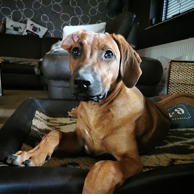 14 Facts About Rhodesian Ridgebacks | Page 2 of 3 | PetPress