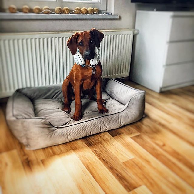 14 Facts About Rhodesian Ridgebacks | Page 2 of 3 | PetPress