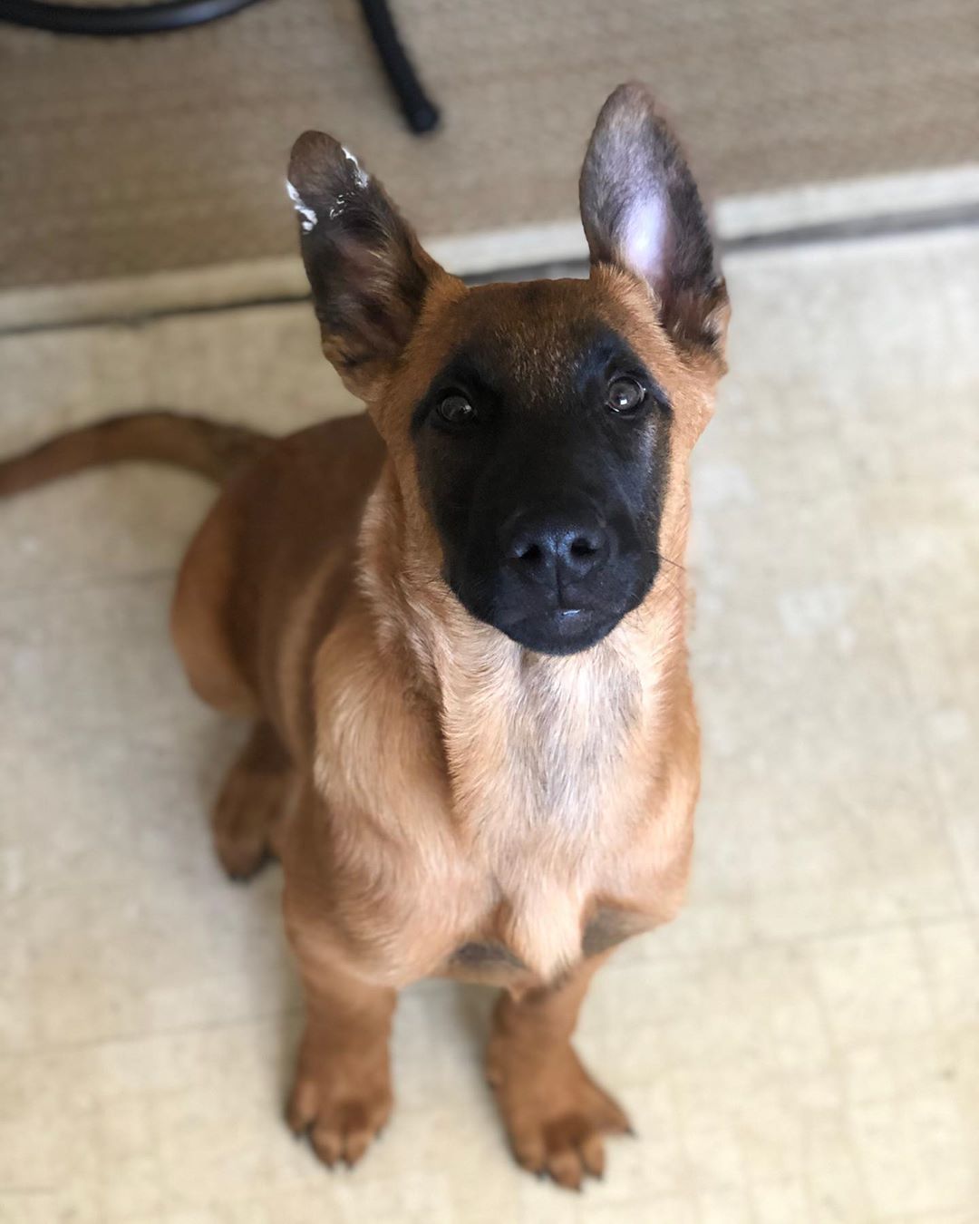 14 Amazing Facts About Belgian Malinois | Page 2 of 4 | PetPress