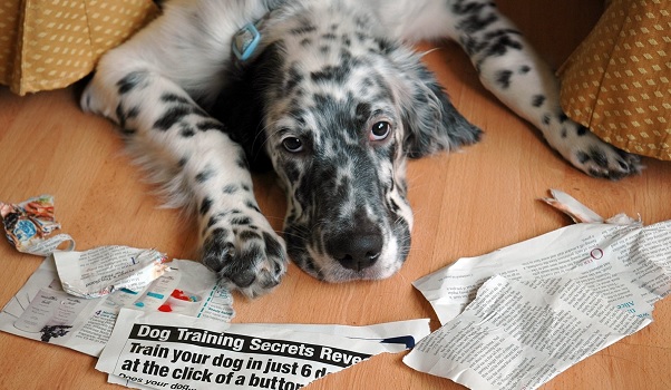 14 Amazing Facts About English Setters - PetPress