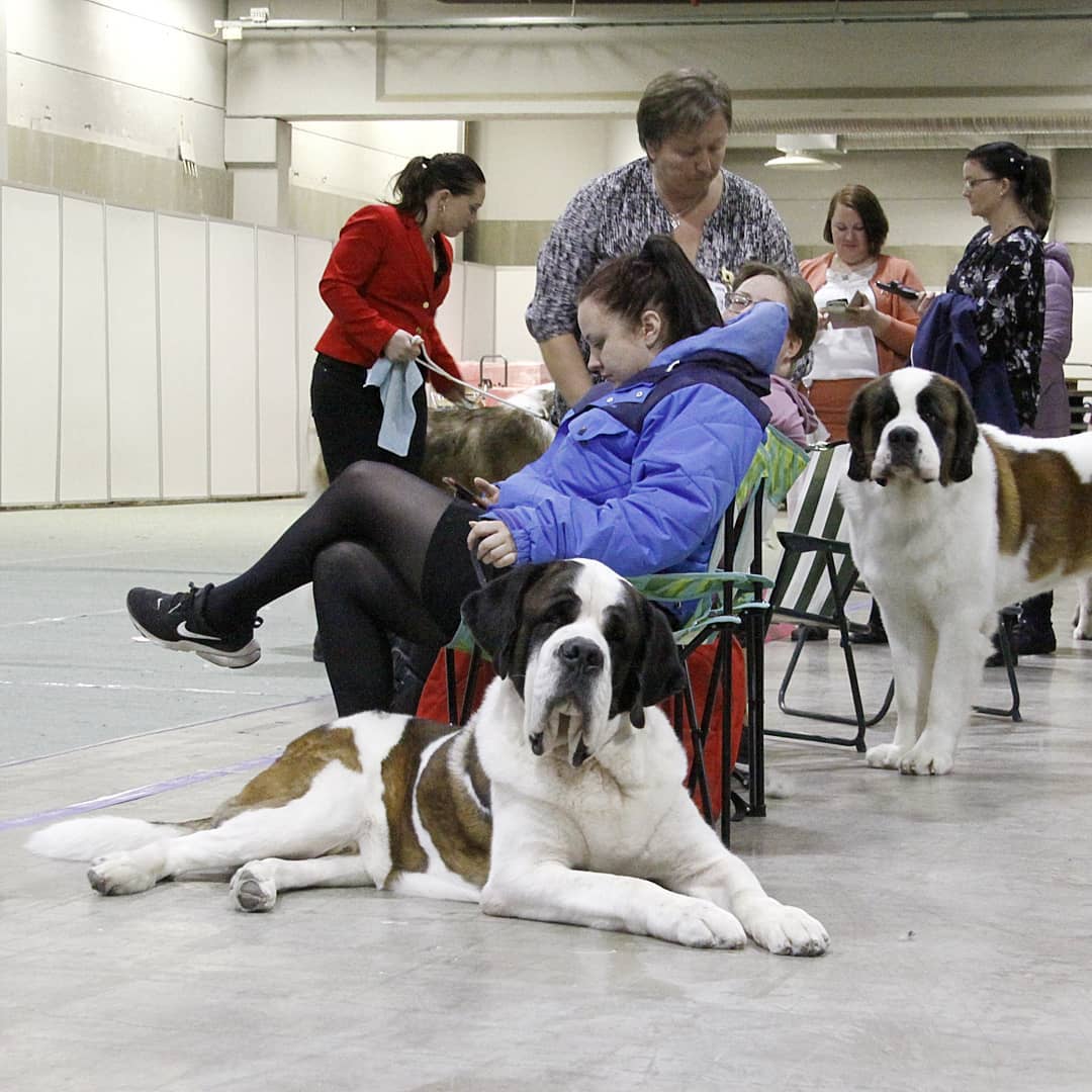 14 Facts About Massive And Huge Saint Bernards | Page 2 of 4 | PetPress