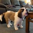 14 Facts About Massive And Huge Saint Bernards | PetPress