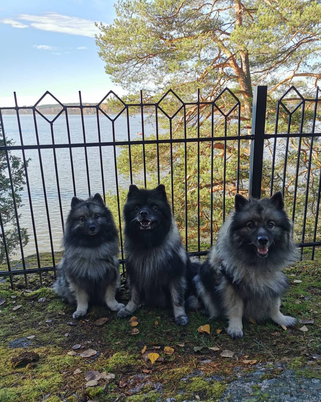 14 Fluffy Facts About Keeshonds | Page 3 of 4 | PetPress