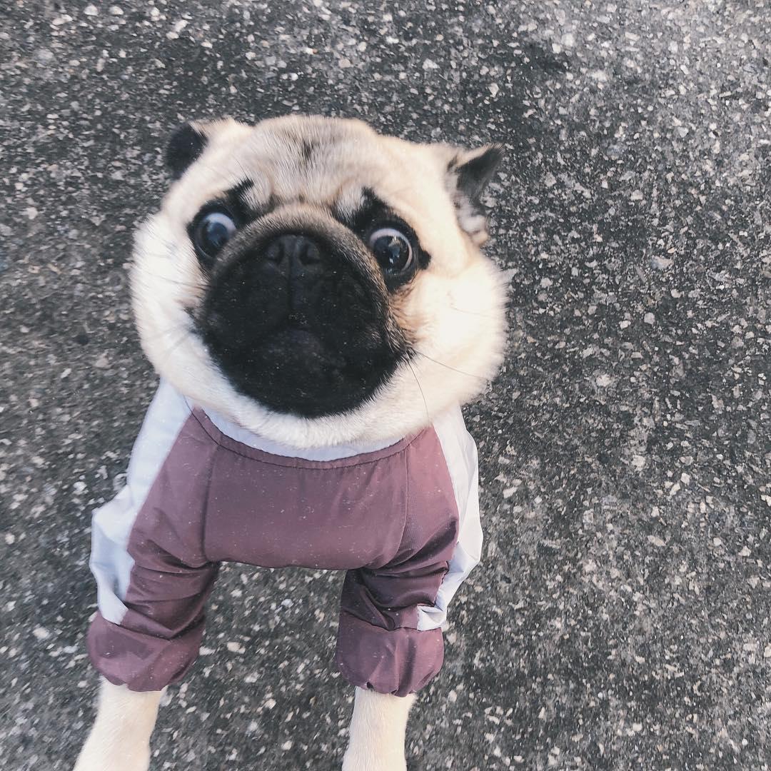 15 Pugs That Will Brighten Your Day Even When You Are Sad