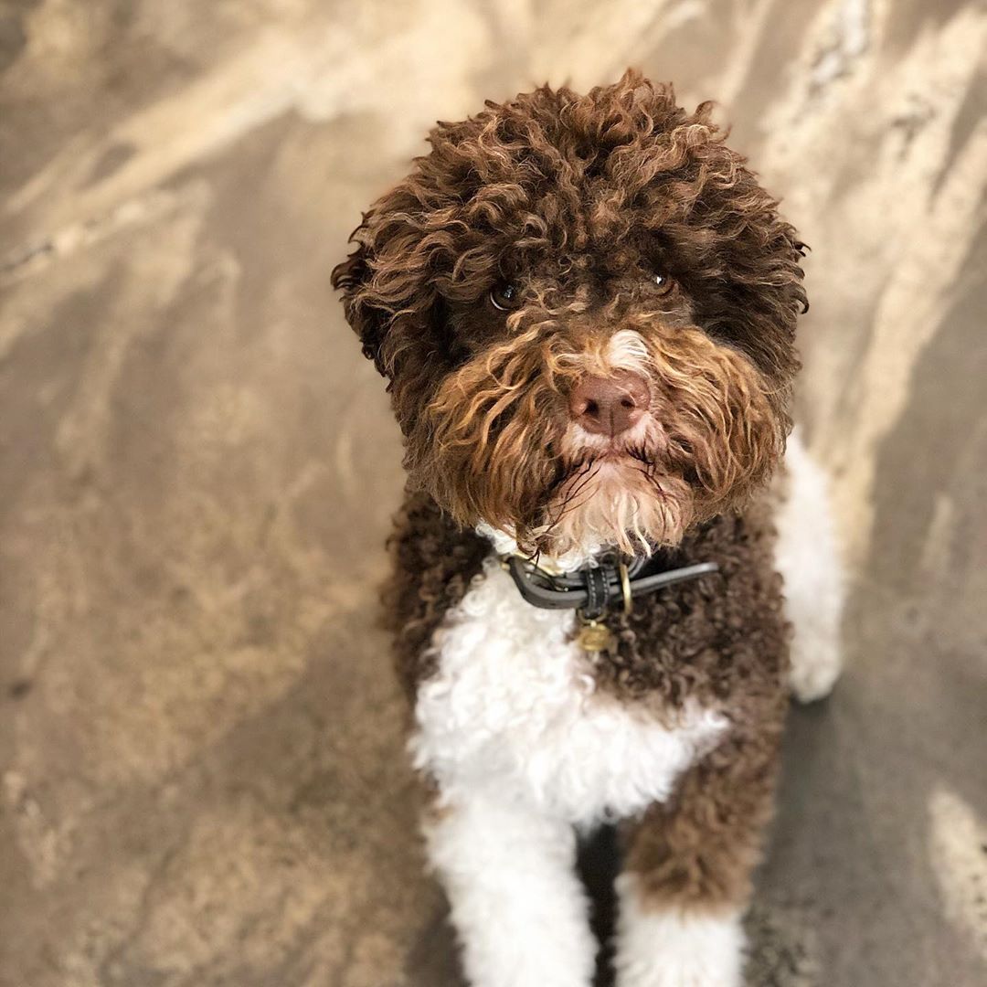 14 Interesting Things To Know About Lagotti Romagnoli | PetPress