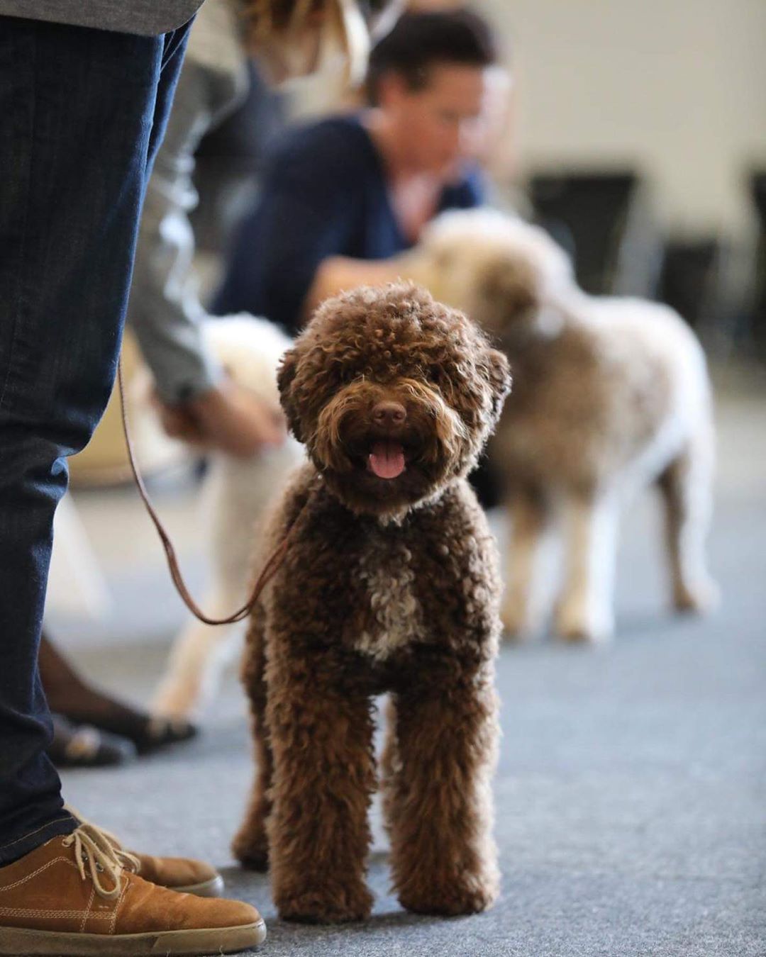 14 Interesting Things To Know About Lagotti Romagnoli | PetPress