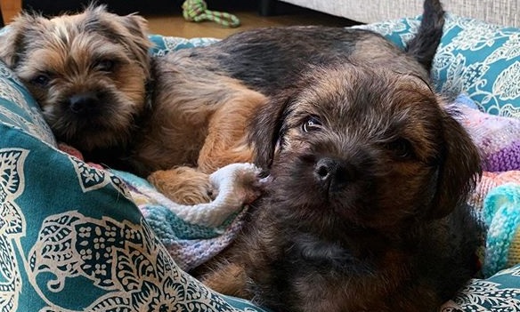 14 Incredibly Interesting Facts About Border Terriers - PetPress