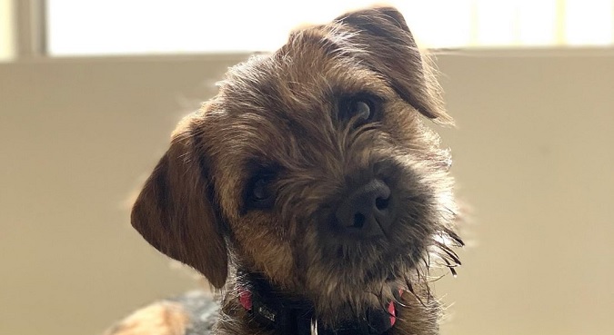 14 Amazing Facts About Border Terriers - PetPress