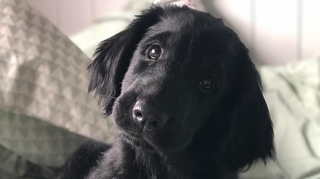 14 Charming Facts About Flat-Coated Retrievers - PetPress