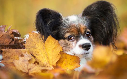 14 Best Papillon Pictures to Make Your Day (And Life) Better - PetPress