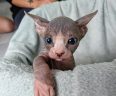 14 Photos Proving That Sphynx Cats Are Very Cute | PetPress
